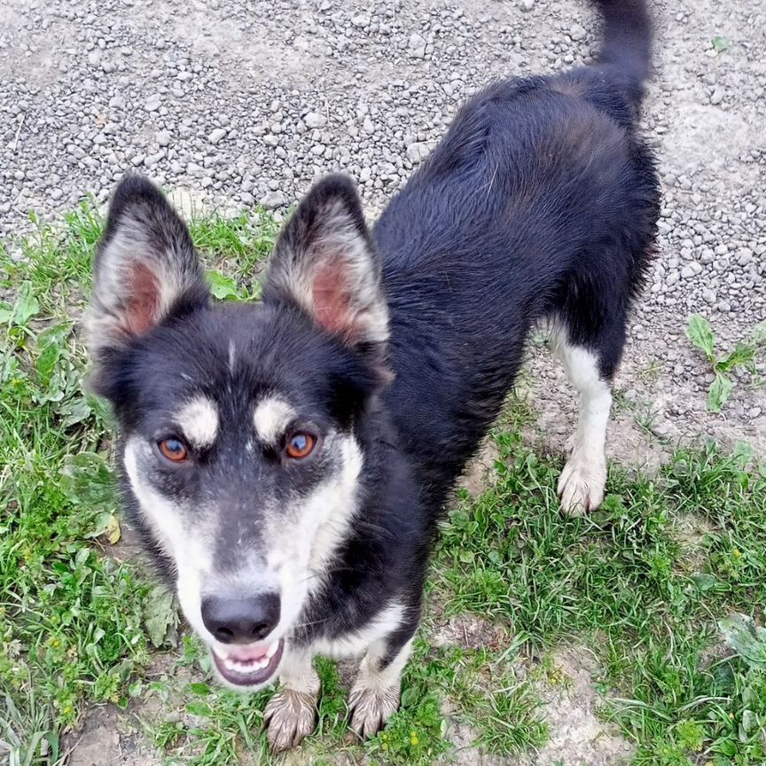 Взрослая собака в добрые руки