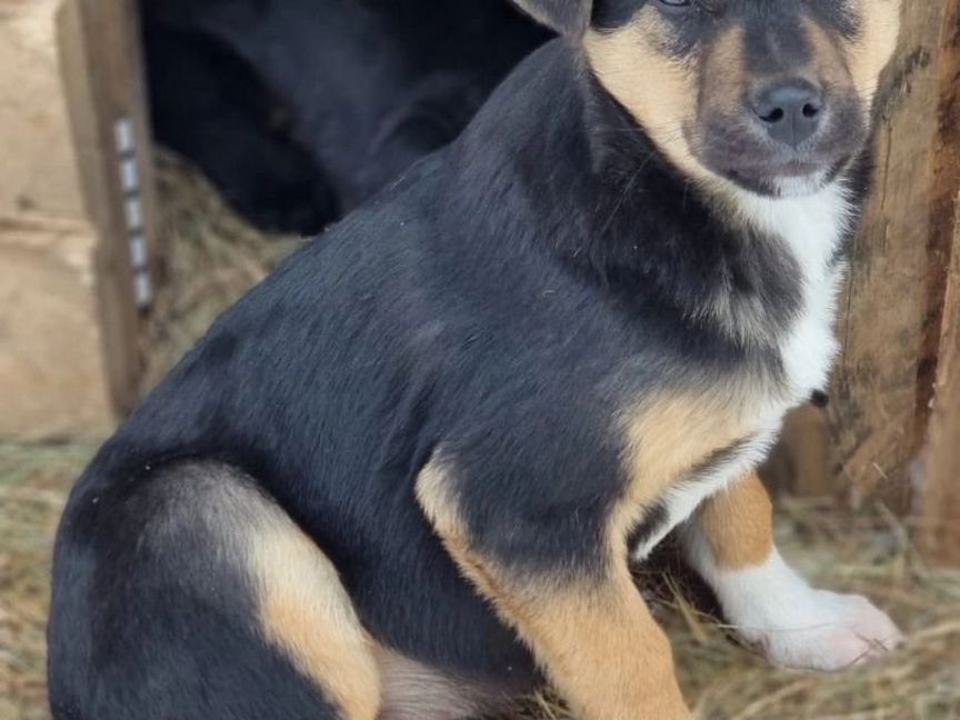 Щенки в добрые руки