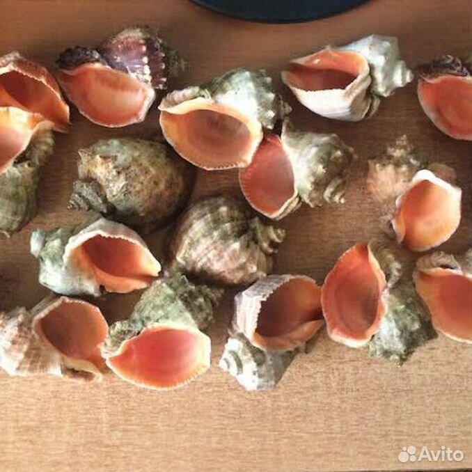 Морские ракушки "Аромат моря"
