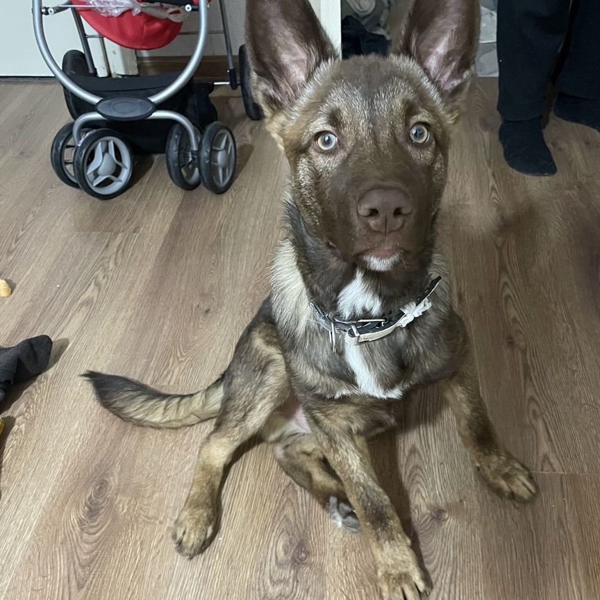 Немецкая овчарка, щенок