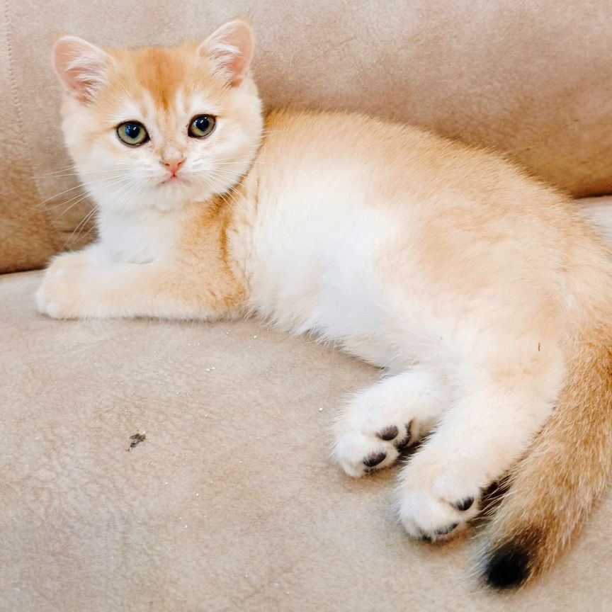 Шотландские котята