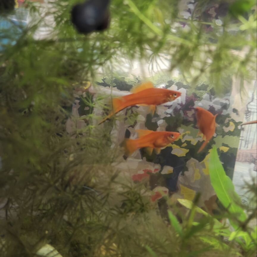 Продам пару взрослых меченосцев