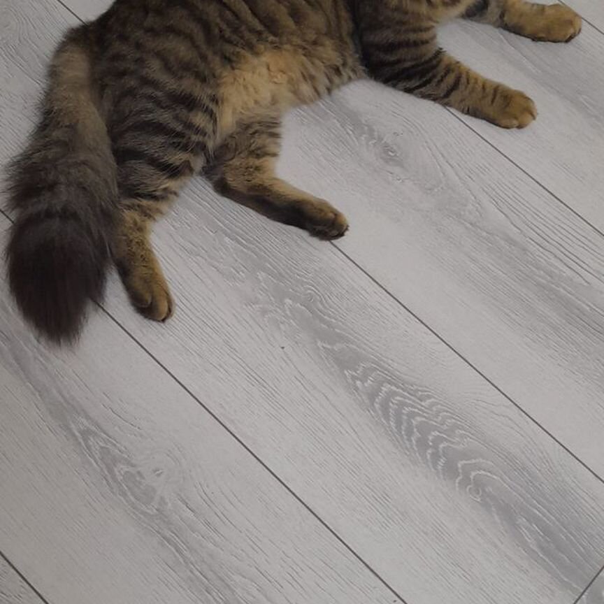 Кот по кличке Лёва