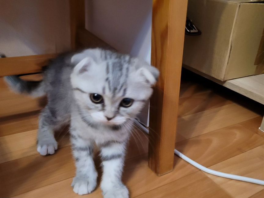 Шотландская вислоухая кошка