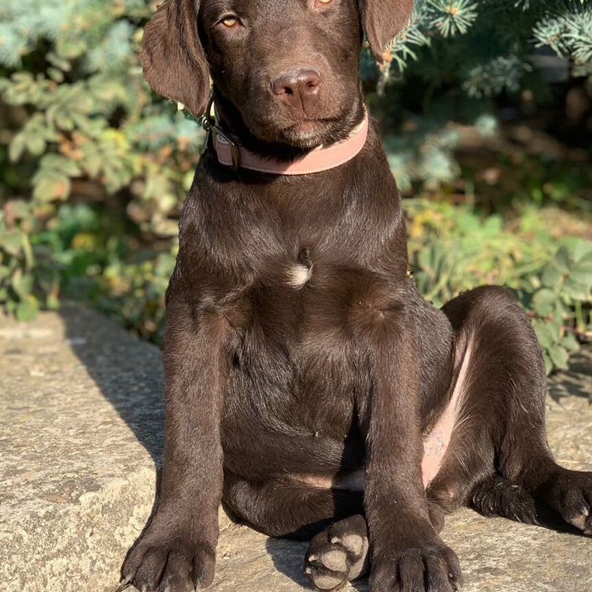 Шоколадный мальчик лабрадора