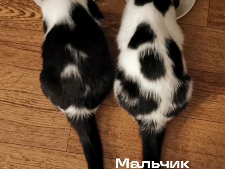 Крошки-горошки ищут дом