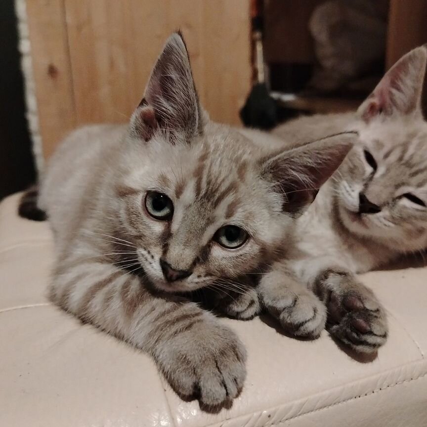 Бенгальские котята