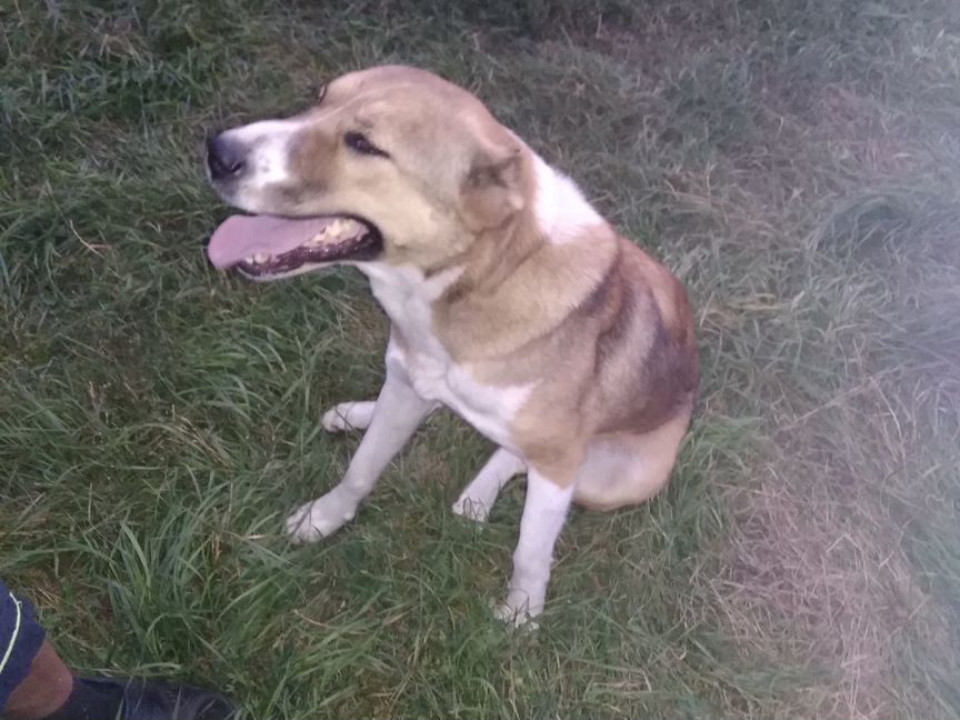 Найдена собака