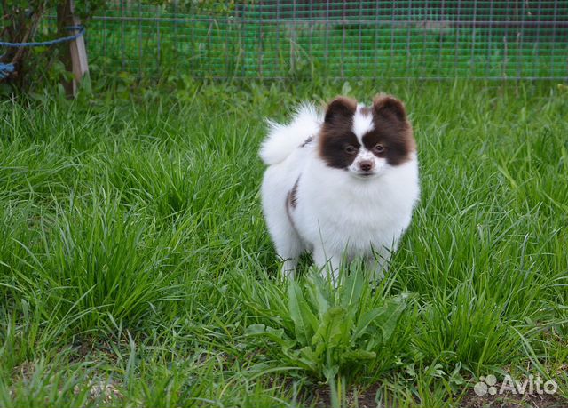 Померанец редкий окрас