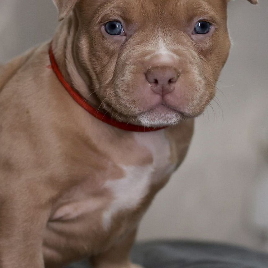 Американский булли, щенок