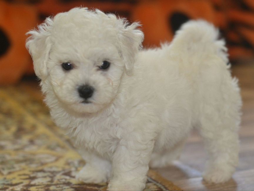 Бишон фризе девочка и мальчики