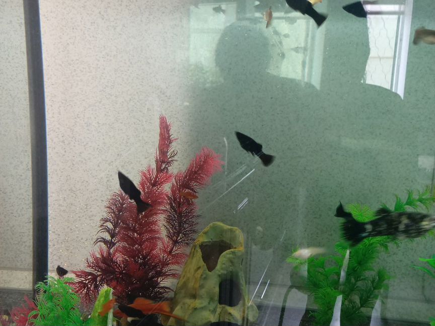 Молинезии черные