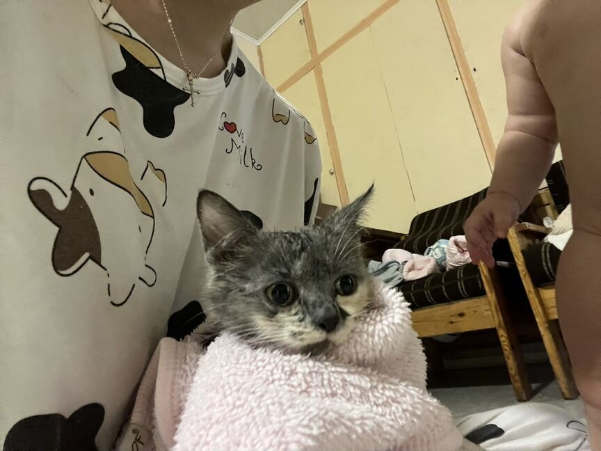 Кошка шотландка