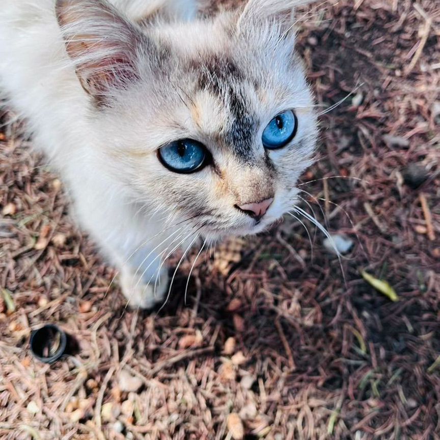 Красивая кошка в добрые руки