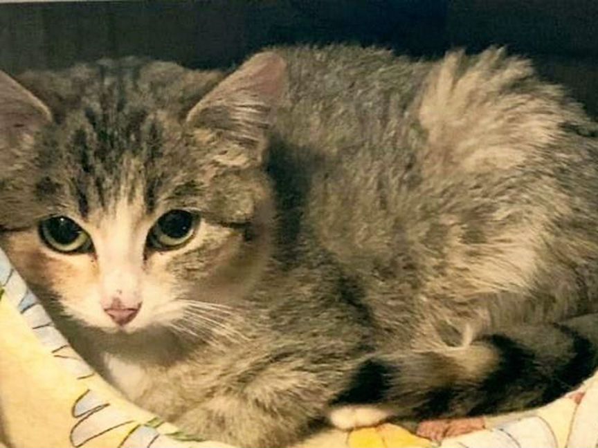 Котенок трёхцветный пастельного оттенка