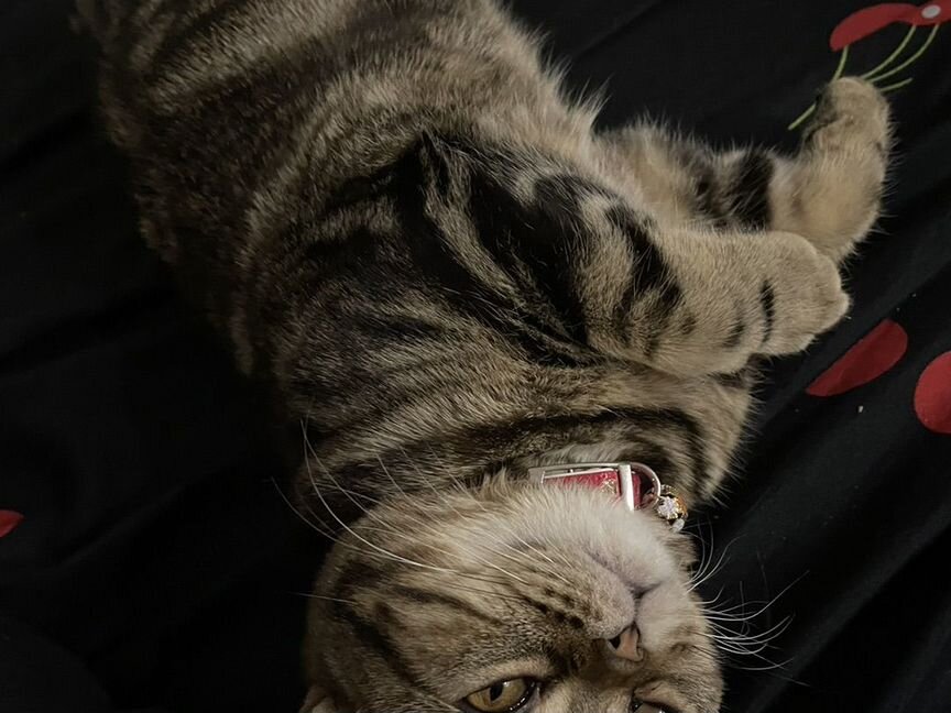 Котенок