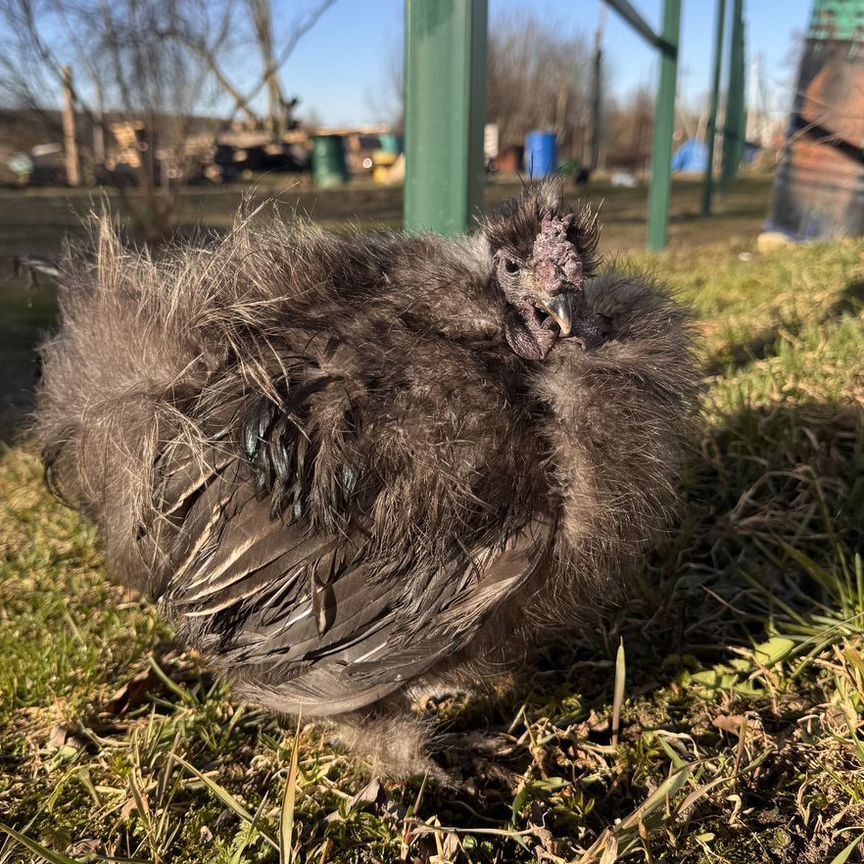 Петух китайский шелковый