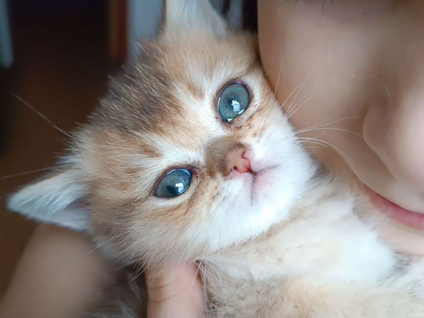 Шотландская золотая шиншилла