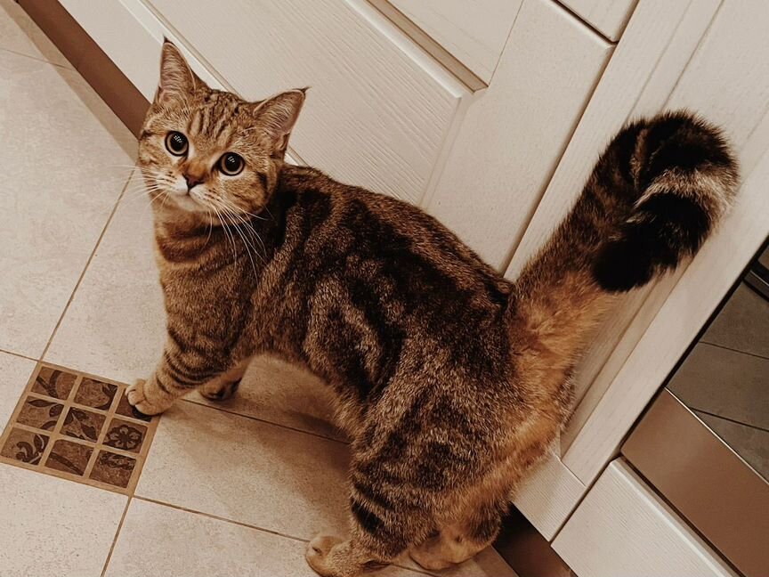 Кошка для вязки