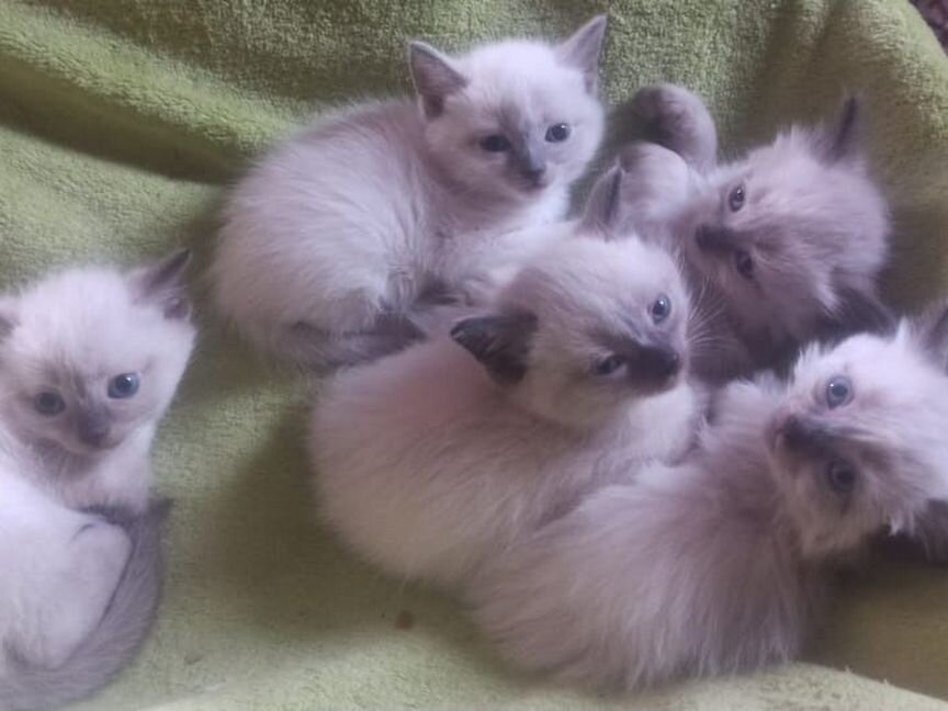 Сиамские котята