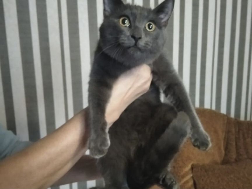 Котик в дар