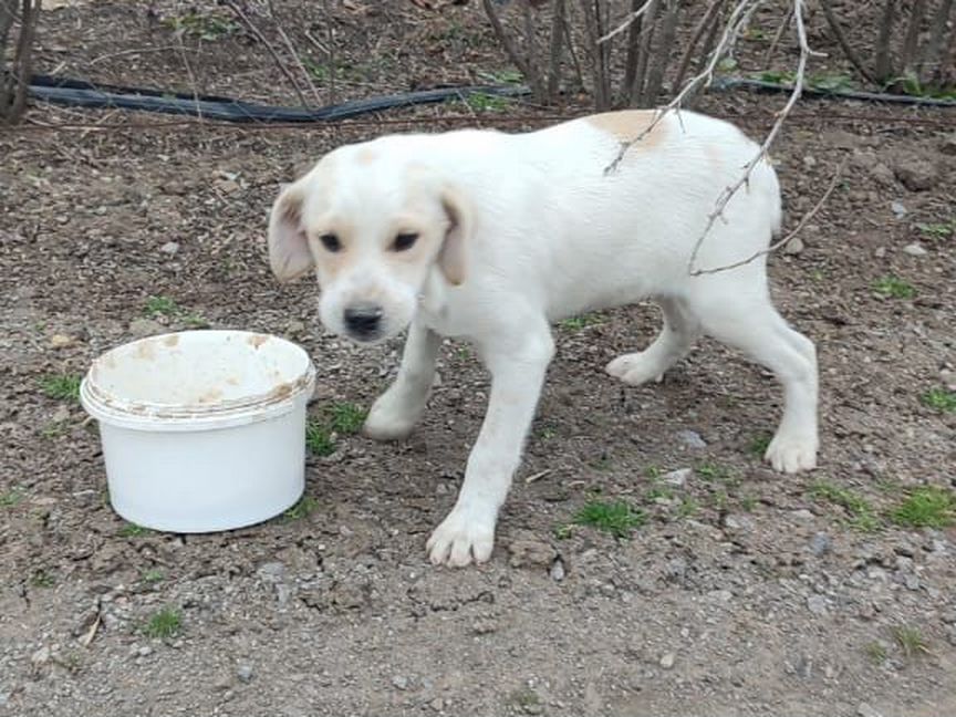 Щенок в добрые руки