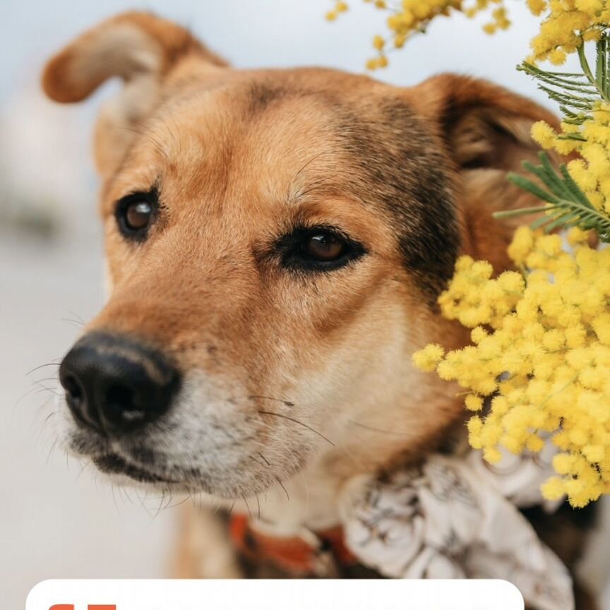 Взрослая собака в добрые руки