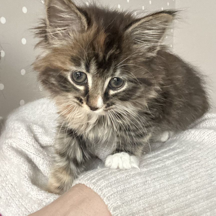 Сибирский котёнок