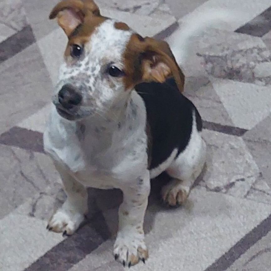 Отдам в добрые руки щенков породистого Джек расала