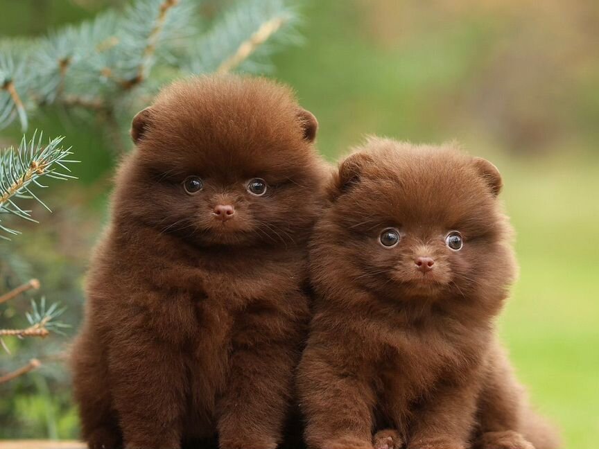 Померанский шпиц мини шоколад