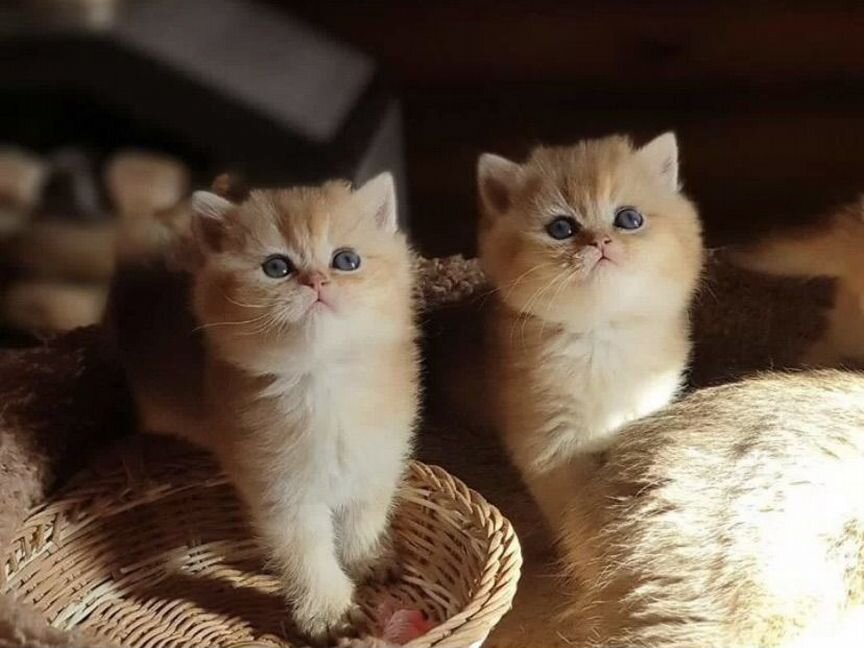 Британские котята золотая шиншилла