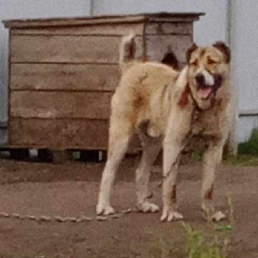 Среднеазиатская овчарка, взрослый пёс