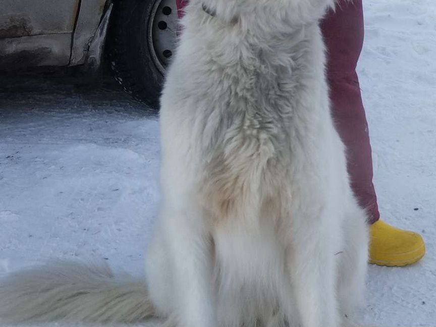 Метис аусси. В добрые руки