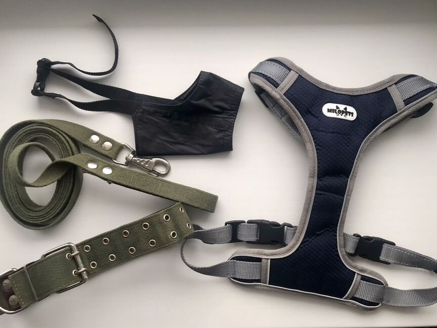 Амуниция для собак: шлейка, ошейник, поводок, намо