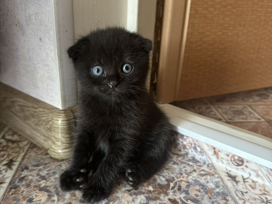 Британский котенок котик