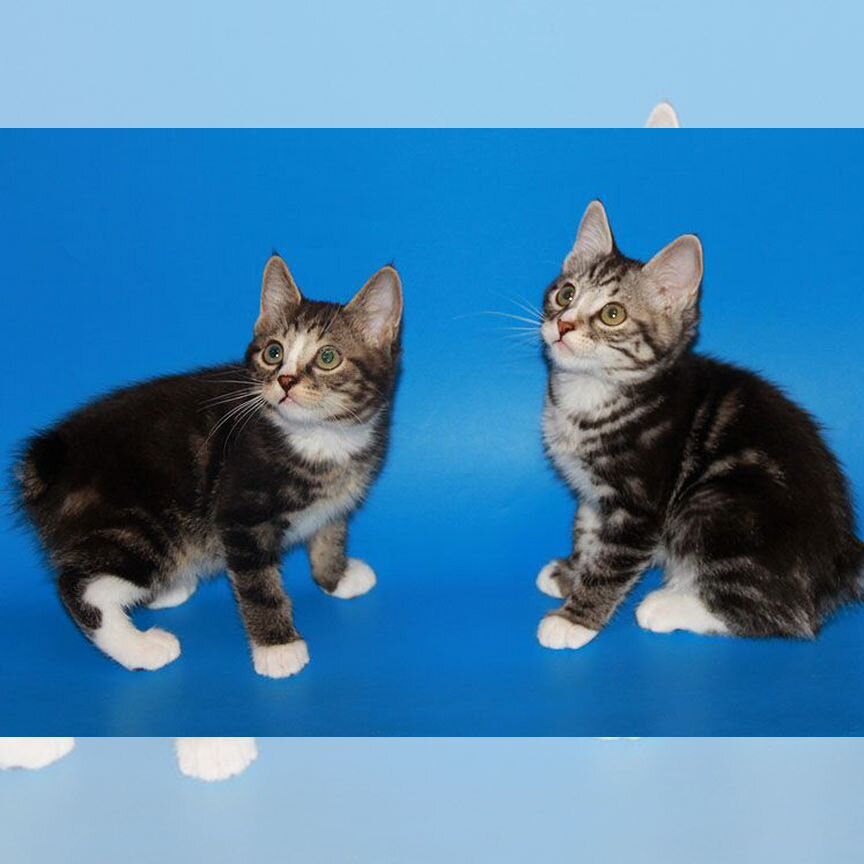 Курильский бобтейл короткошёрстный котёнок