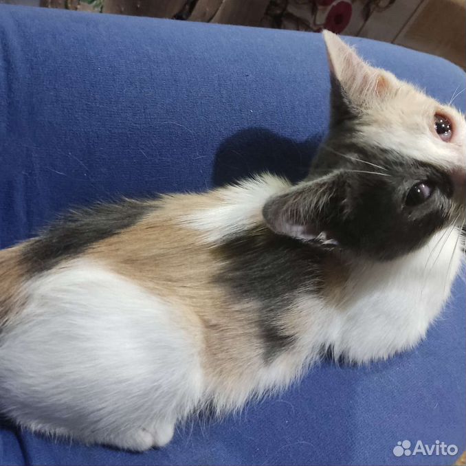 Прекрасная маленькая кошечка