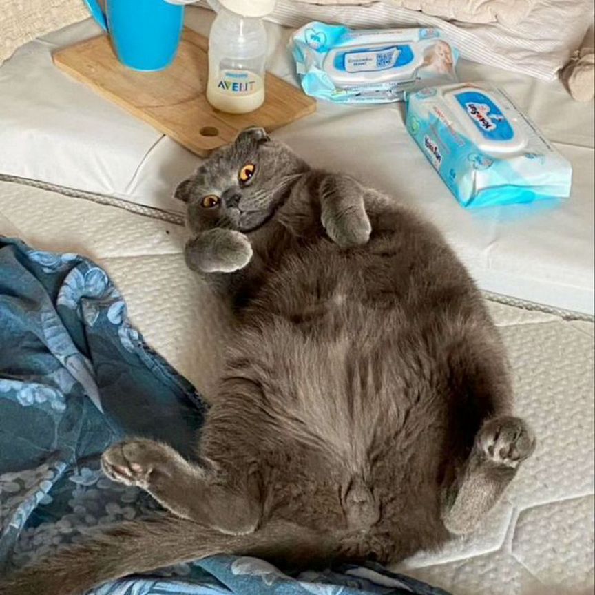 Британский вислоухий кот