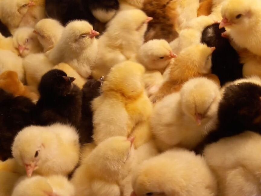 Цыплята несушки суточные и месячные