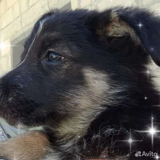 Шеночек-девочка, метис овчарëнок, ждёт тебя