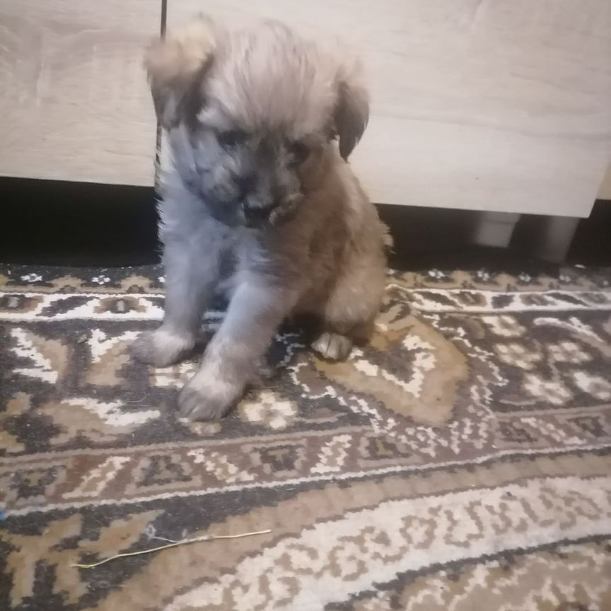 Отдам в добрые руки