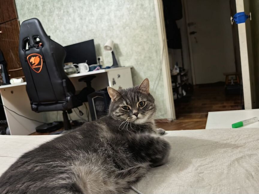 Кот Кирилл в добрые руки