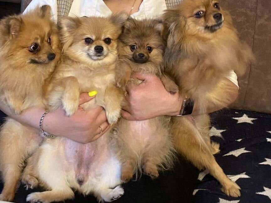 Продам щенка шпица