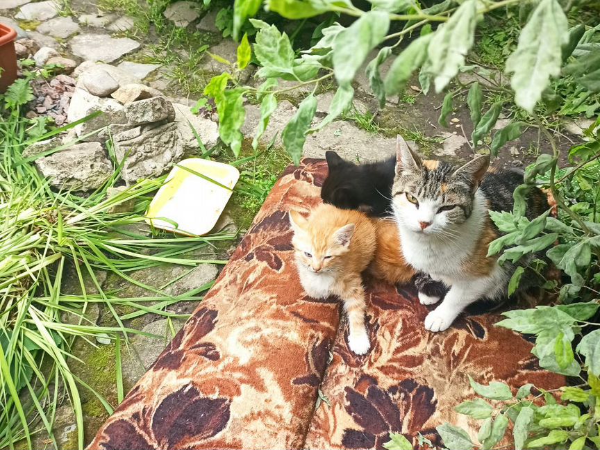 Котята в добрые руки бесплатно