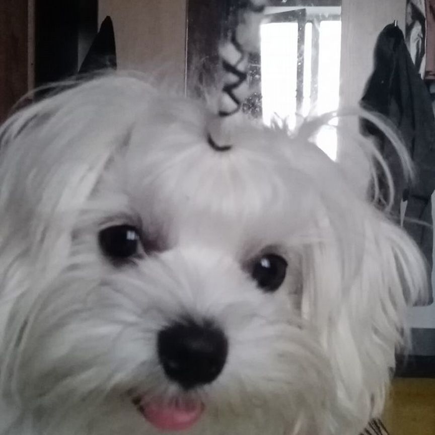 Мальтезе девочка