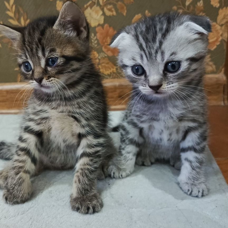 Британский короткошёрстный котёнок