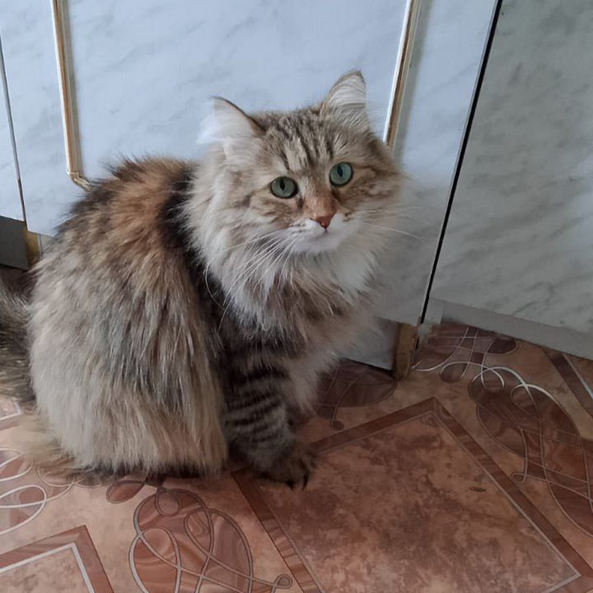Уютная добрая кошка