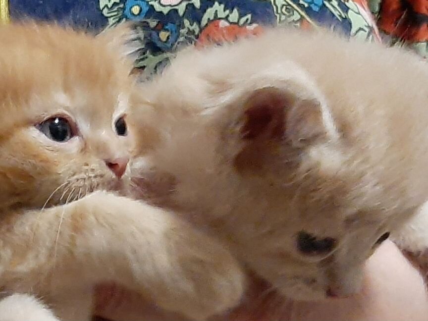 Классные котята