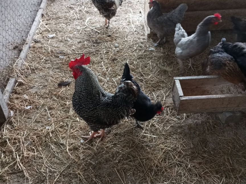 Продам домашние кур