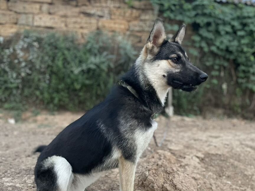 Собака в добрые руки